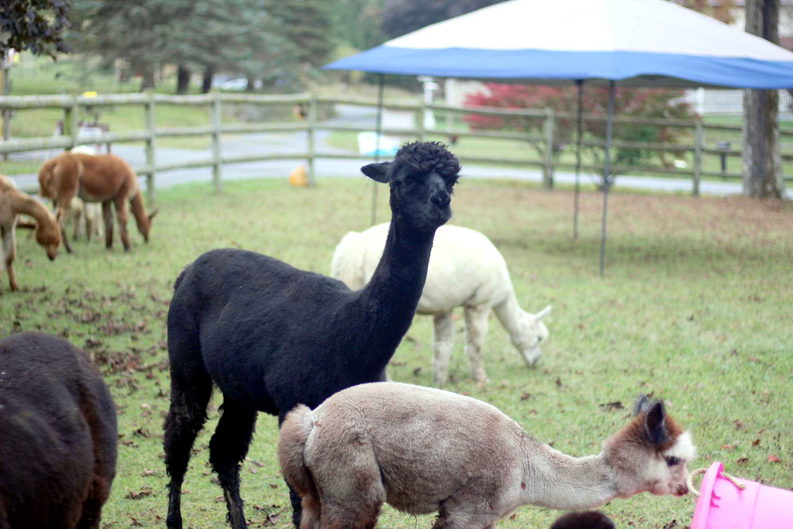 alpaca standing alpaca farm | News, Sports, Jobs - Altoona Mirror